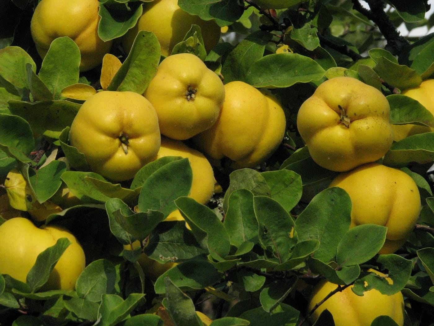 Quince Farming in India - How to Grow Quince Plant